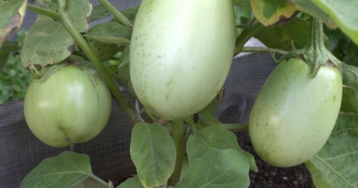 Jak pěstovat: Zelené jablko | Zdravopedie.cz