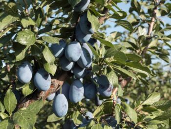 Ako pestovať slivky | Zdravopedia.sk