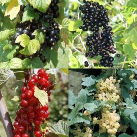 Ako pestovať ríbezle | Zdravopedia.sk