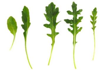 Jak pěstovat rukolu | Zdravopedie.cz