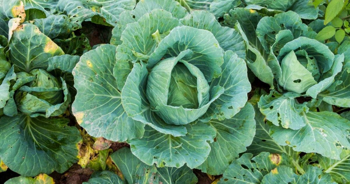 Ako pestovať kel | Zdravopedia.sk