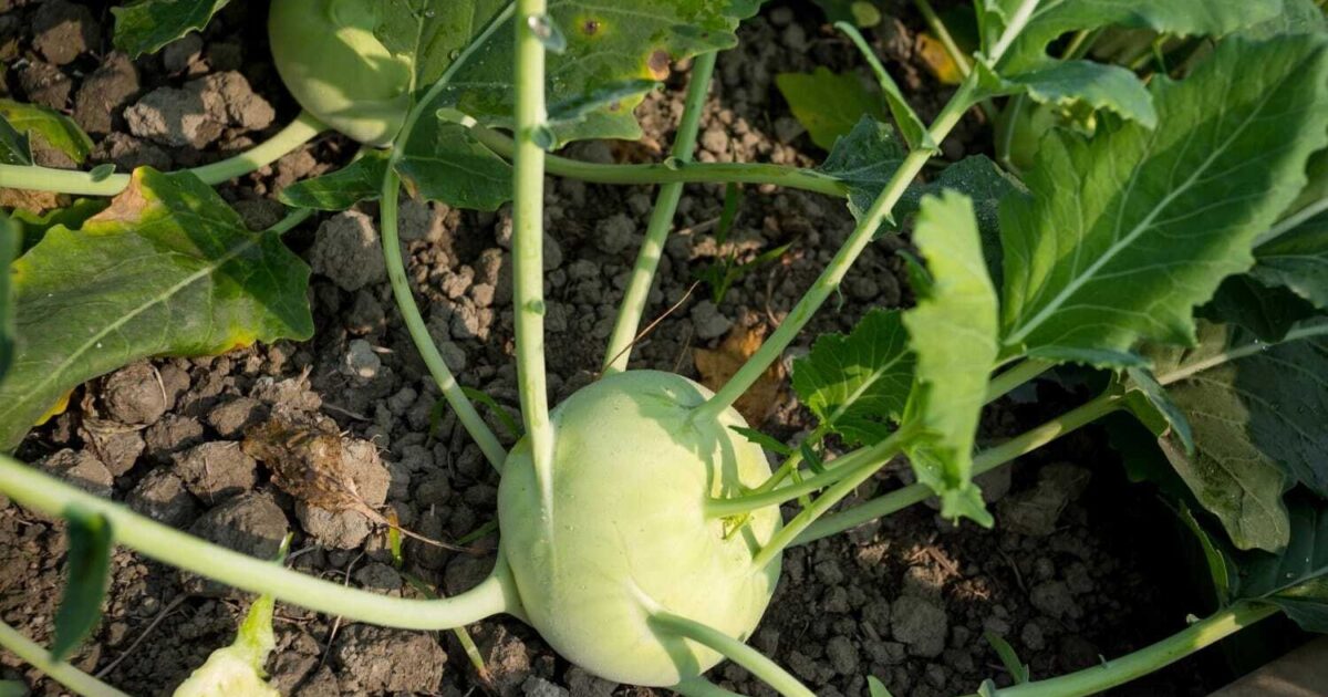 Ako pestovať kaleráb | Zdravopedia.sk