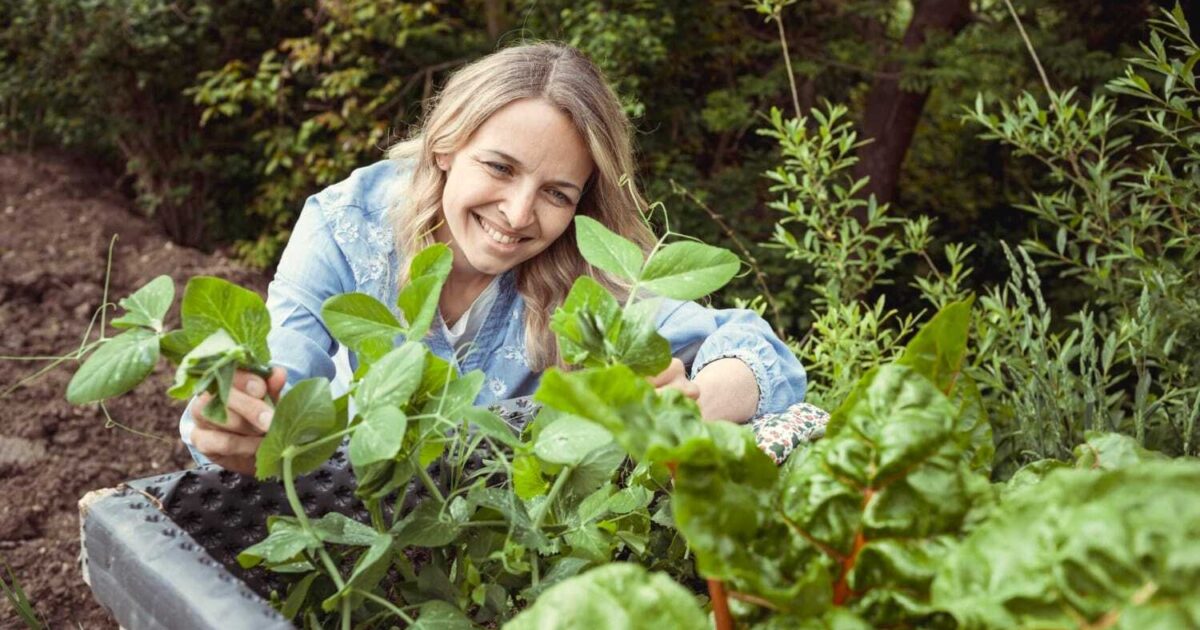 Ako pestovať zeleninu | Zdravopedia.sk