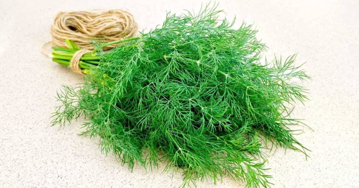 Ako pestovať kôpor | Zdravopedia.sk