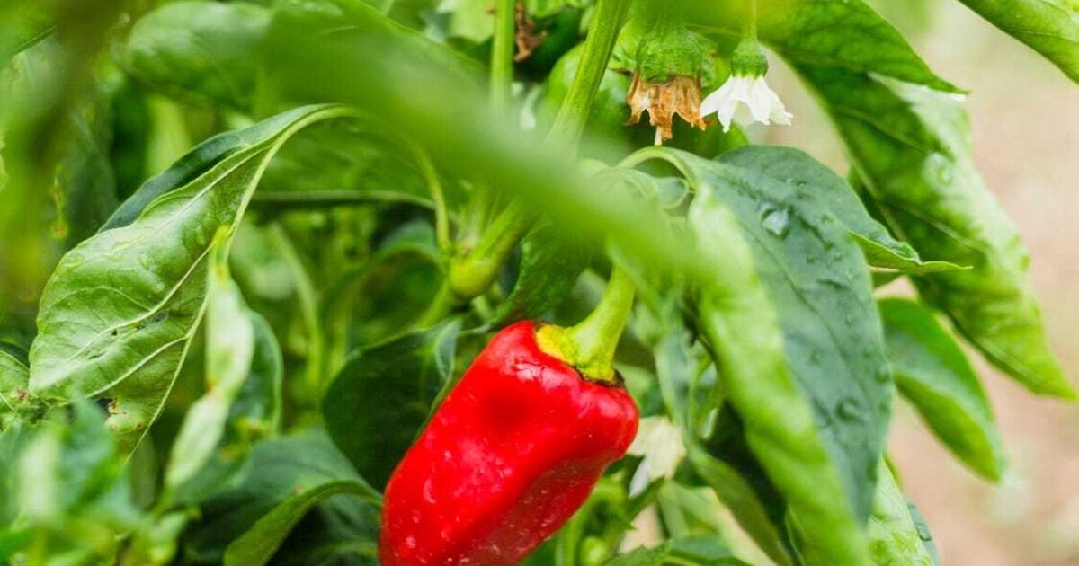 Ako pestovať papriku | Zdravopedia.sk