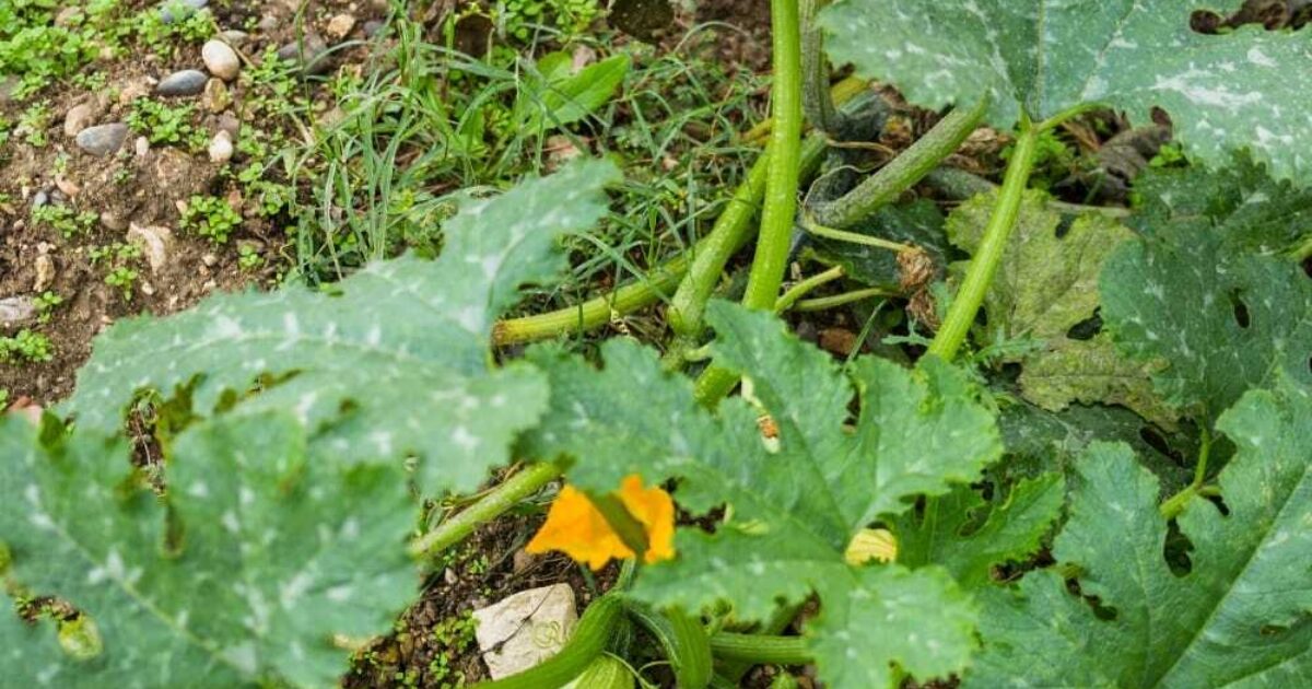 Ako pestovať cuketu | Zdravopedia.sk