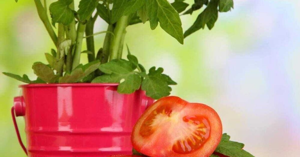 Ako pestovať paradajky | Zdravopedia.sk
