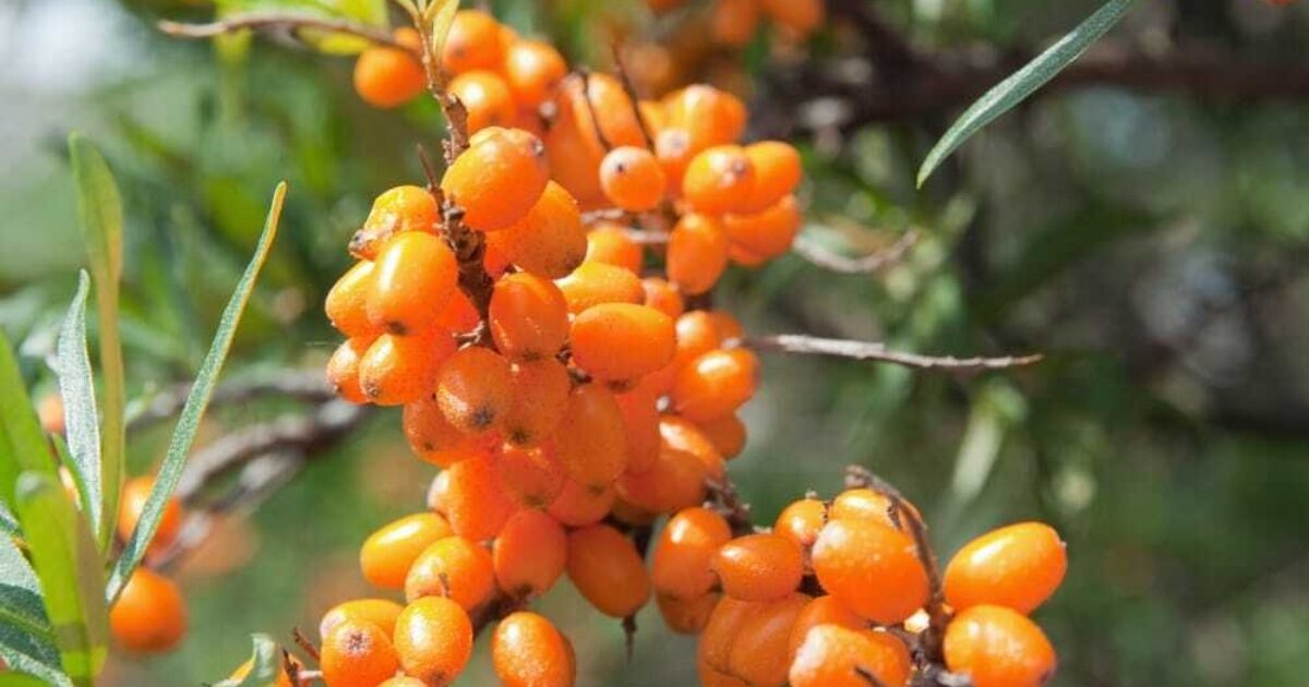 Ako pestovať rakytník | Zdravopedia.sk