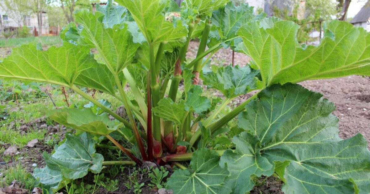 Ako pestovať rebarboru | Zdravopedia.sk