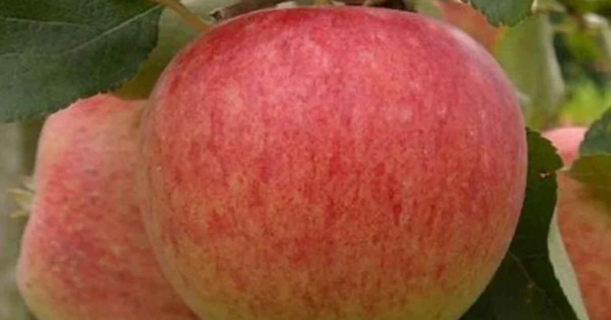 Ako pestovať: Jabloň Piros | Zdravopedia.sk