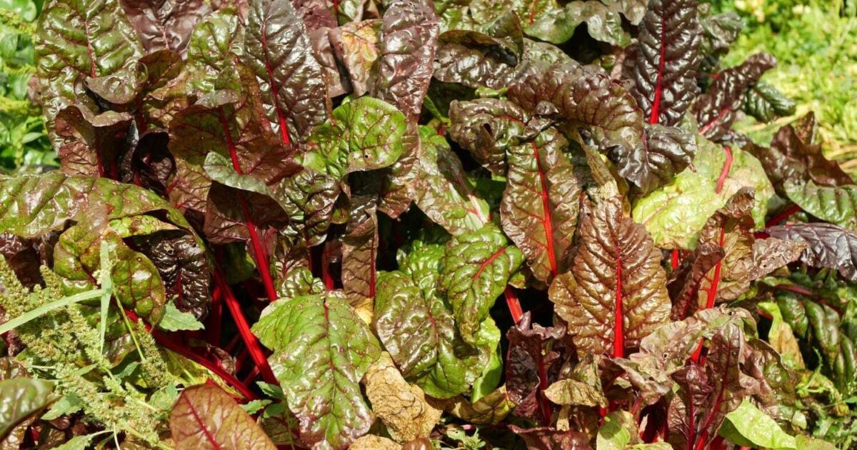 Ako pestovať mangold | Zdravopedia.sk