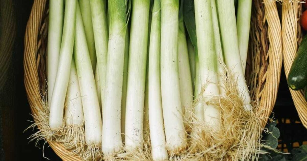 Ako pestovať pór | Zdravopedia.sk