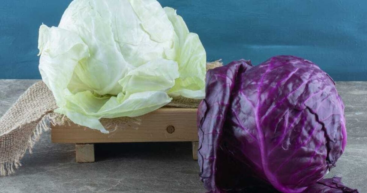 Ako pestovať kapustu | Zdravopedia.sk