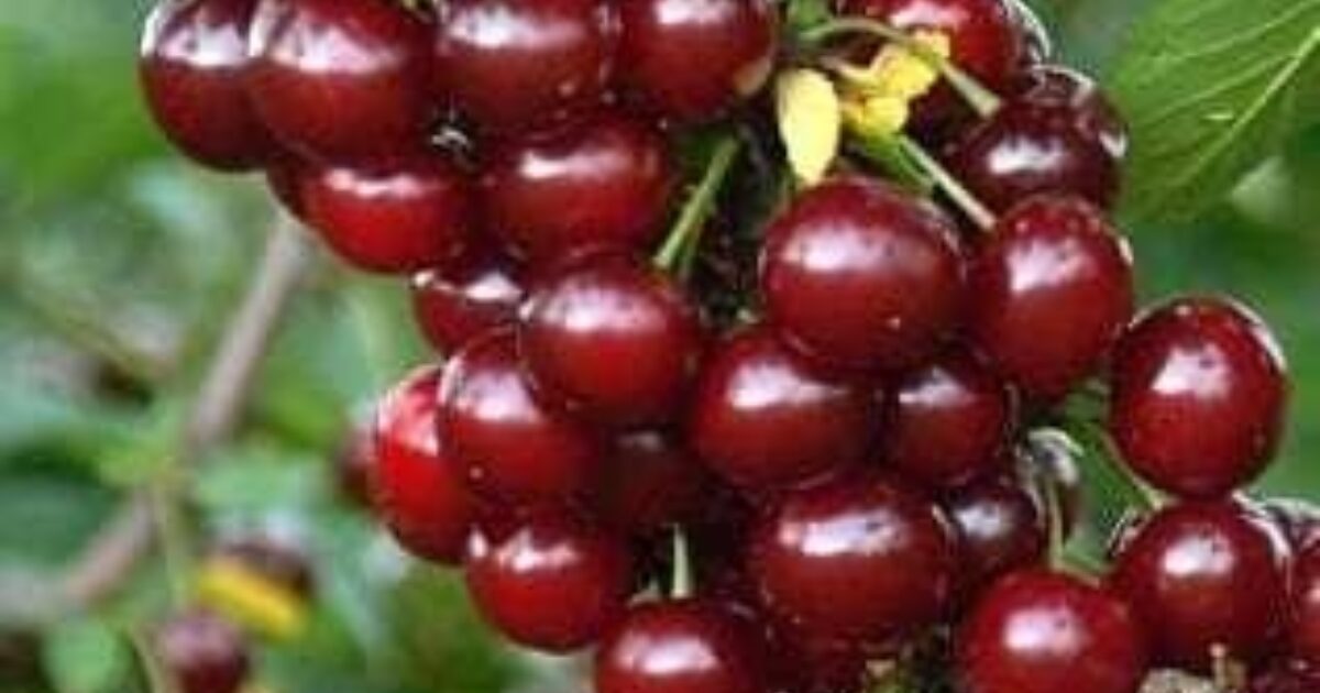 Ako pestovať: Višňu Safir | Zdravopedia.sk
