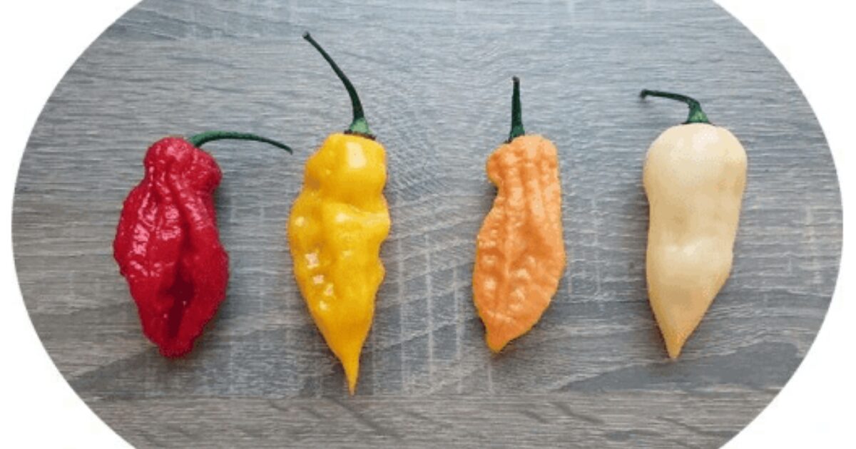 Ako pestovať: Papriku Bhut Jolokia | Zdravopedia.sk