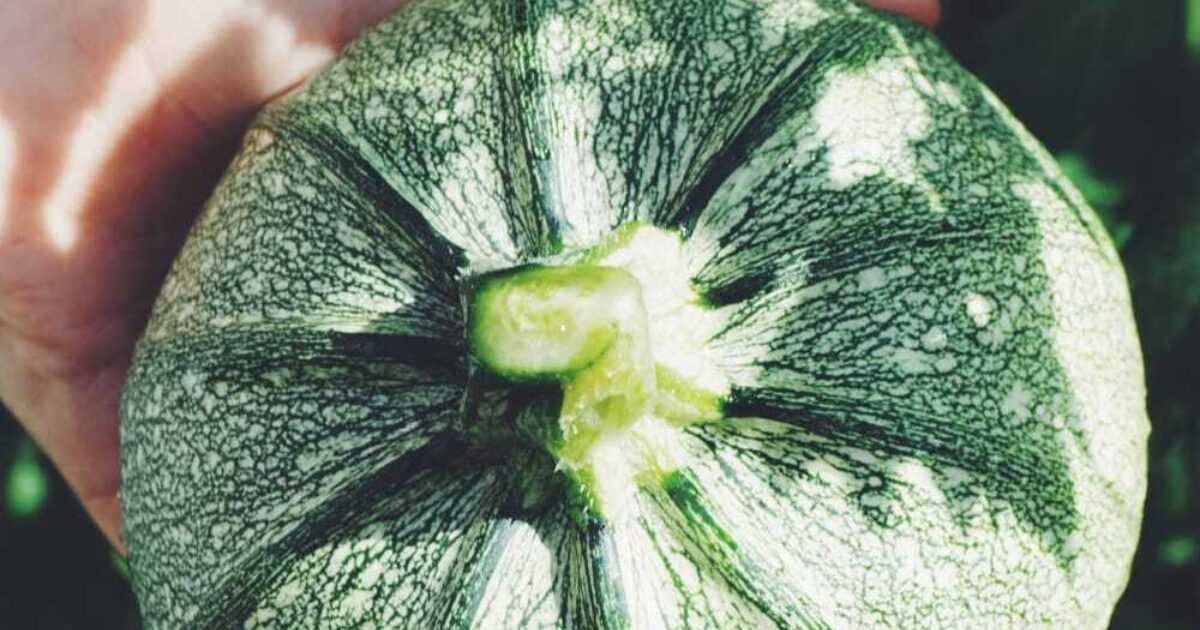 Ako pestovať tekvicu | Zdravopedia.sk