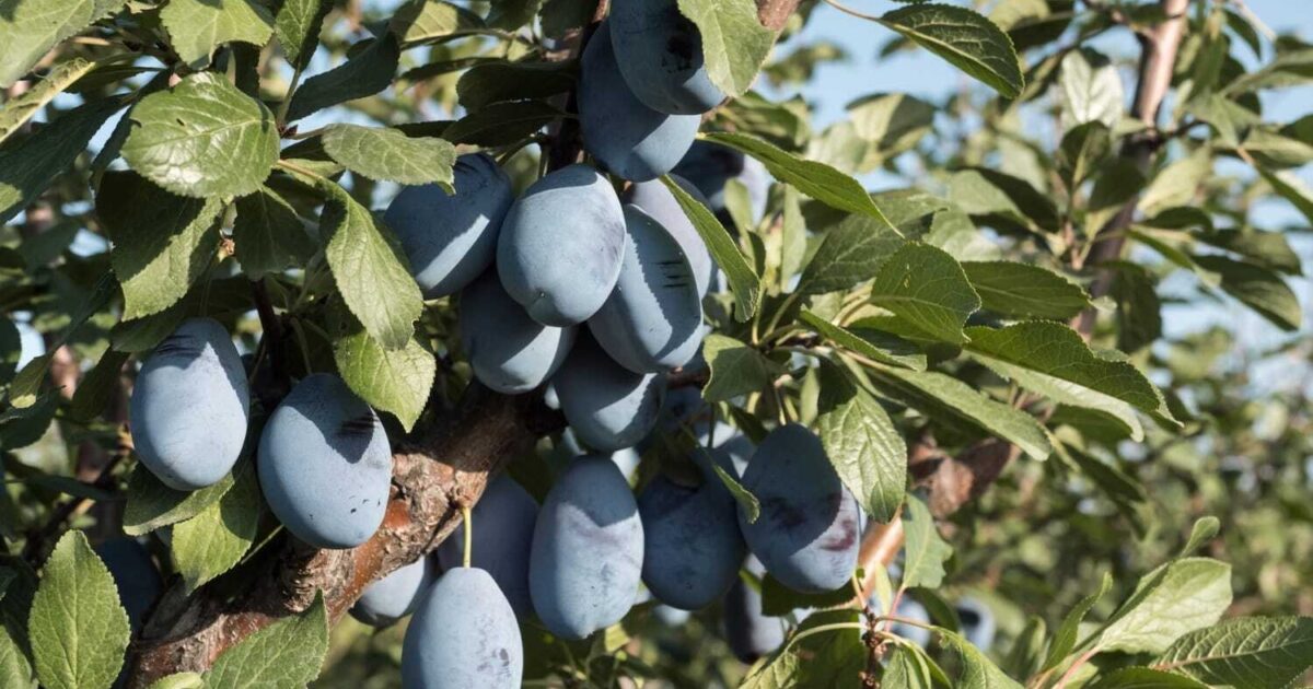 Ako pestovať slivky | Zdravopedia.sk