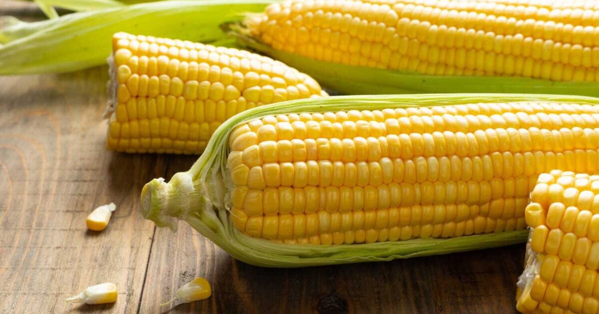 Ako pestovať kukuricu | Zdravopedia.sk