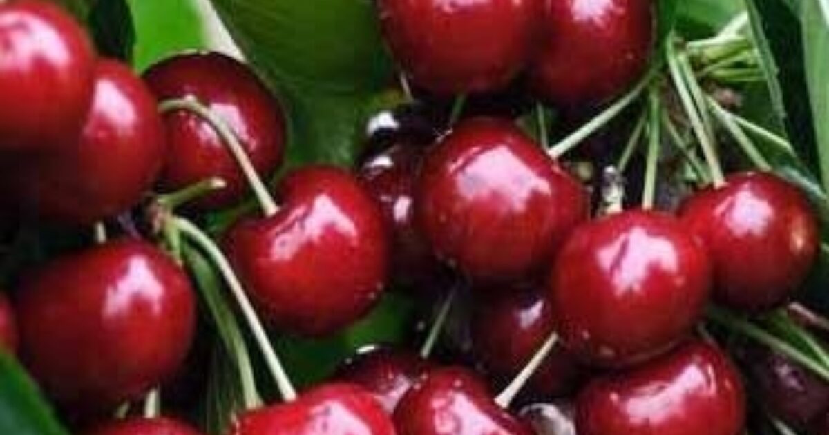 Ako pestovať: Čerešňu Sunburst | Zdravopedia.sk