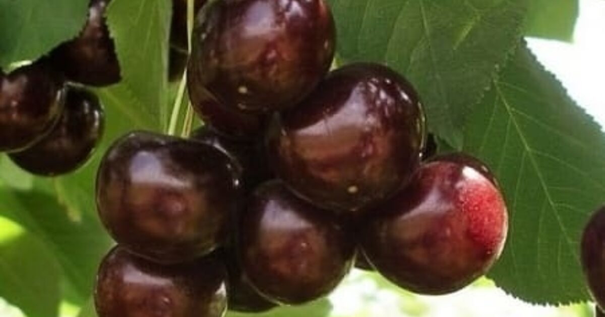 Ako pestovať: Višňu Achat | Zdravopedia.sk