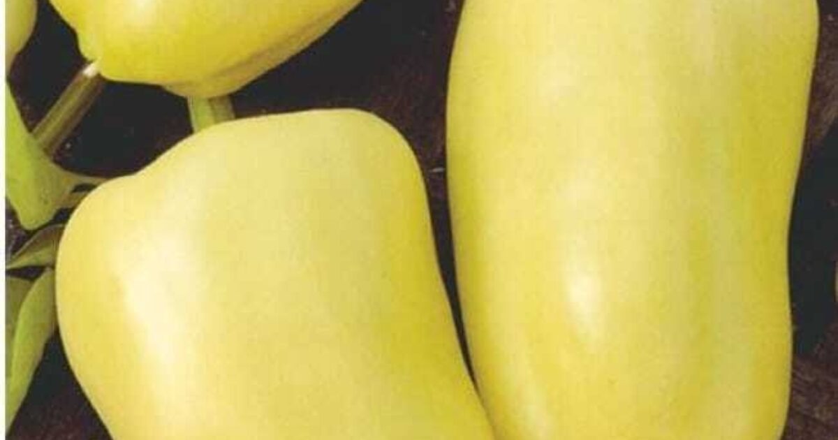 Ako pestovať: Papriku Albaregia | Zdravopedia.sk