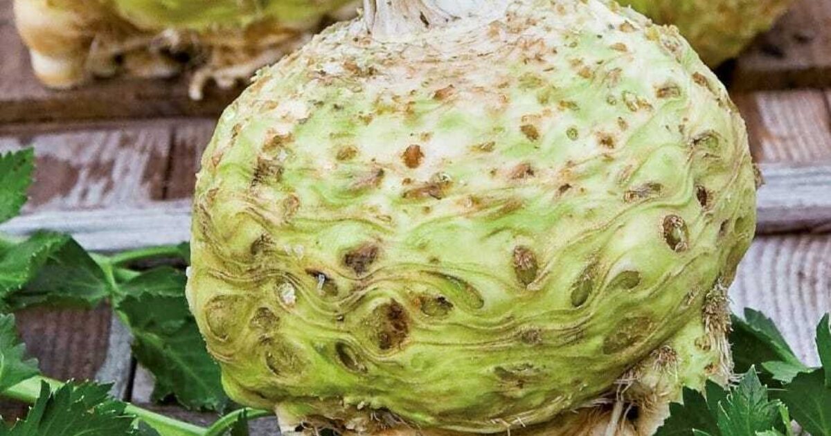 Ako pestovať: Zeler Albin | Zdravopedia.sk