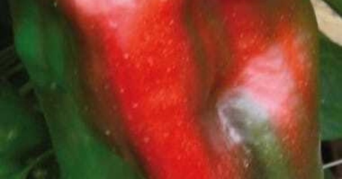 Ako pestovať: Papriku Alceo | Zdravopedia.sk