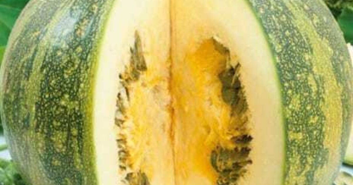 Ako pestovať: Tekvicu Apetit | Zdravopedia.sk