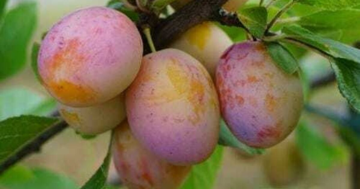 Ako pestovať: Mirabelky Aprimira | Zdravopedia.sk