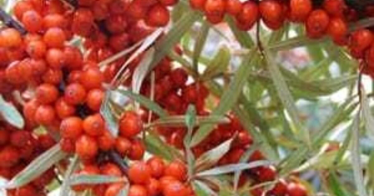 Ako pestovať: Rakytník Askola | Zdravopedia.sk