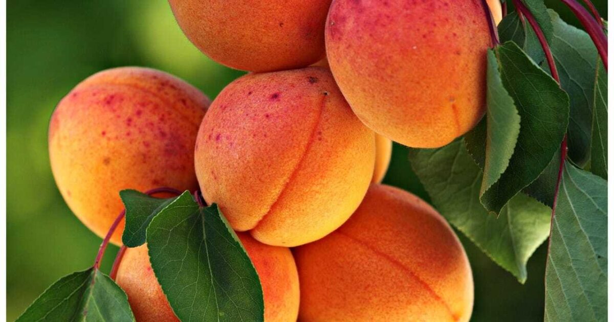 Ako pestovať: Marhule Bergeron | Zdravopedia.sk