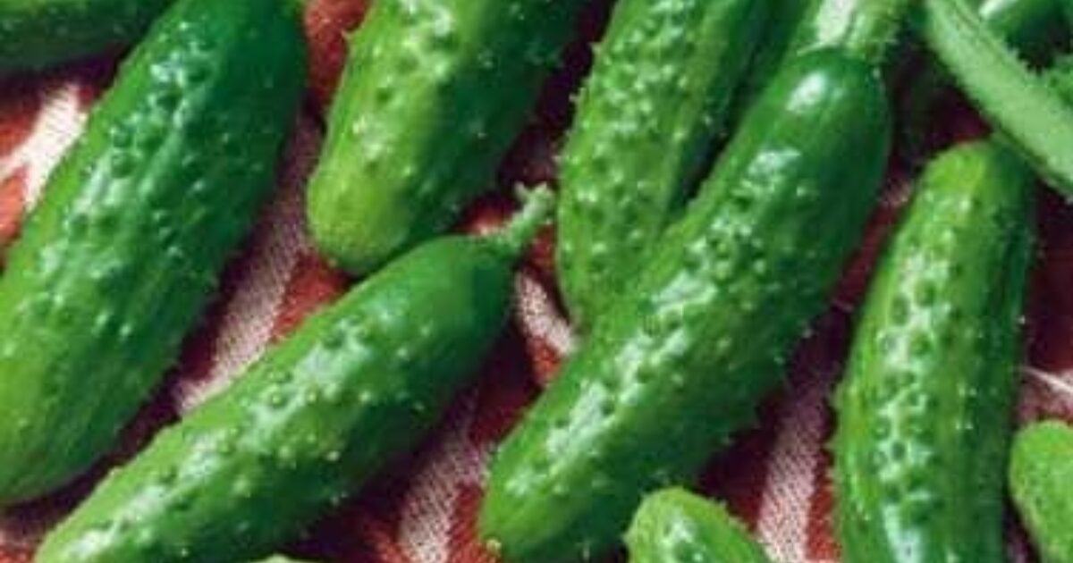 Ako pestovať: Uhorku Blanka | Zdravopedia.sk