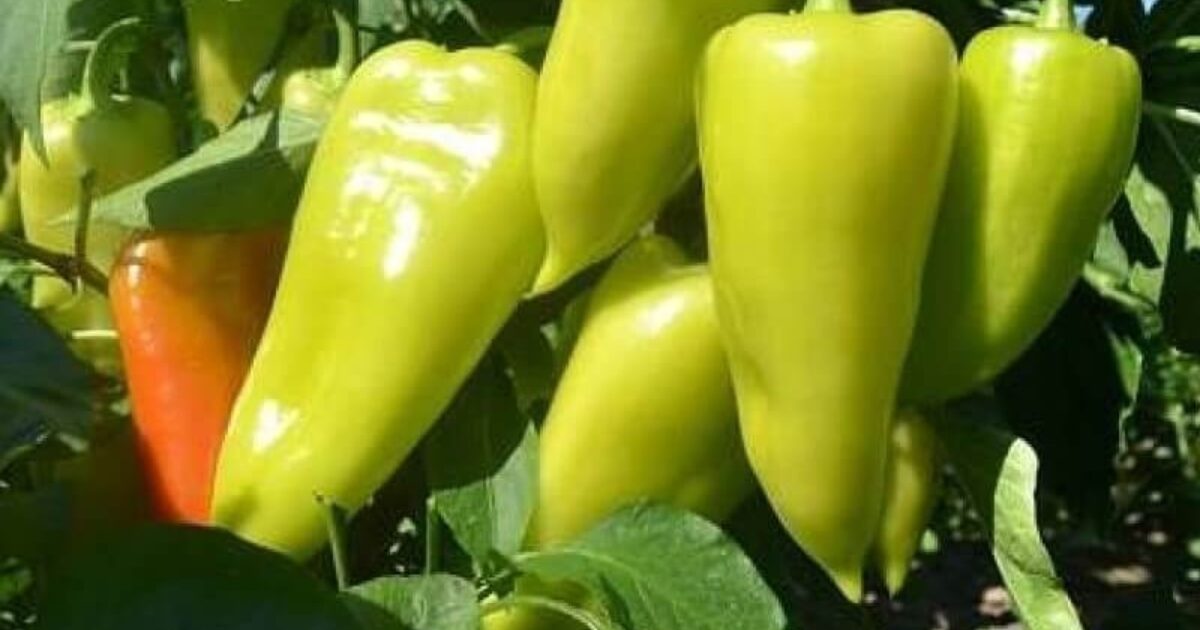 Ako pestovať: Papriku Blava | Zdravopedia.sk