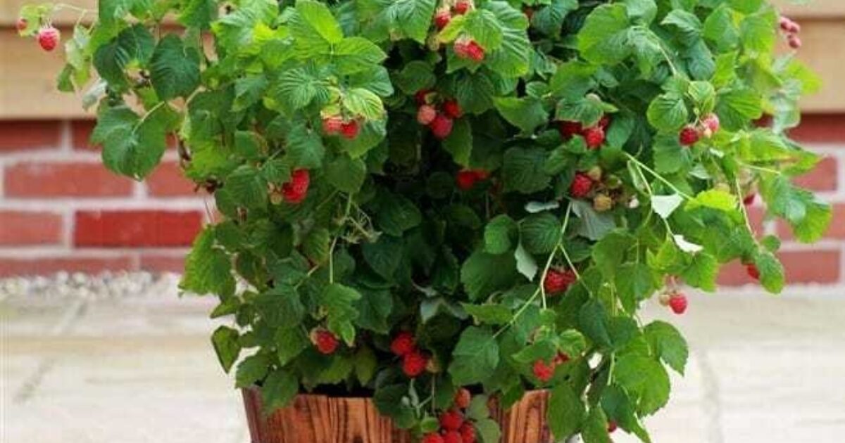 Ako pestovať: Maliny BonBonBerry Yummy | Zdravopedia.sk