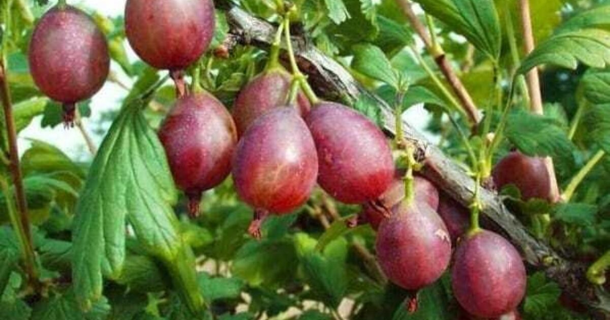 Ako pestovať: Egreše Captivator | Zdravopedia.sk