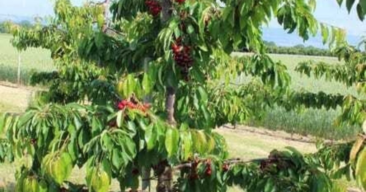 Ako pestovať čerešne | Zdravopedia.sk