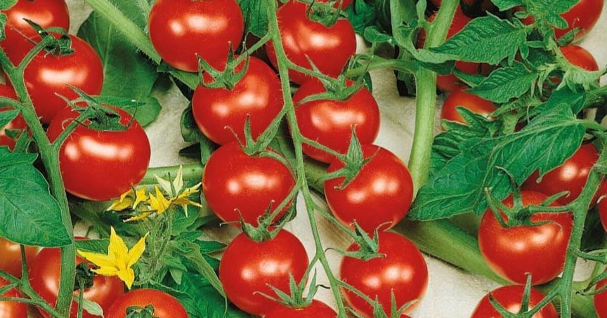 Ako pestovať: Paradajky cherry Cherrola | Zdravopedia.sk