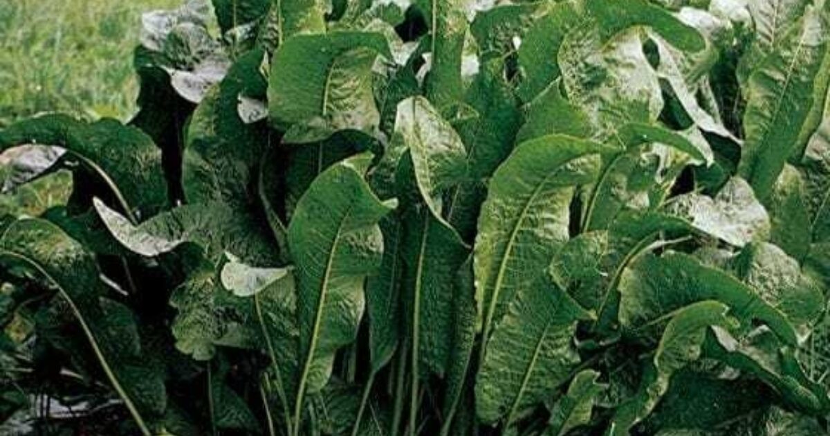 Ako pestovať chren | Zdravopedia.sk