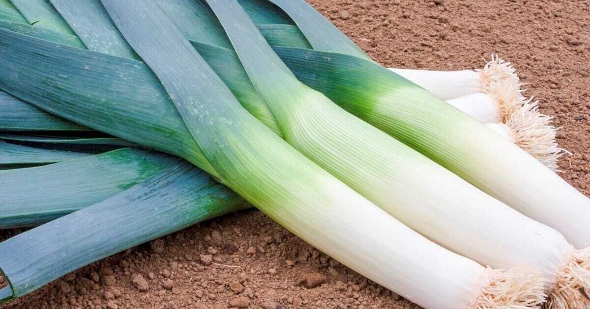 Ako pestovať: Pór Freezo | Zdravopedia.sk