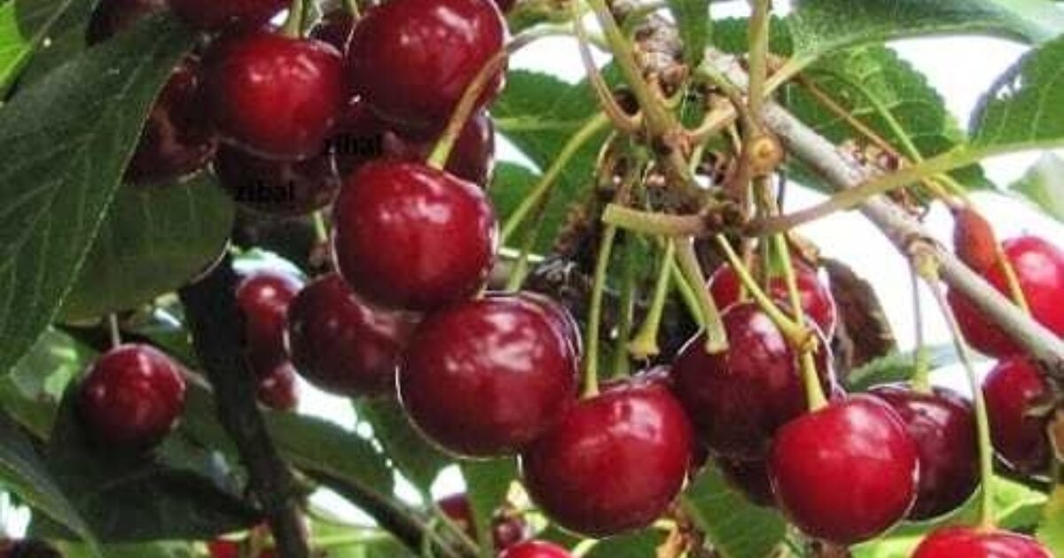 Ako pestovať: Višňu Gerema | Zdravopedia.sk