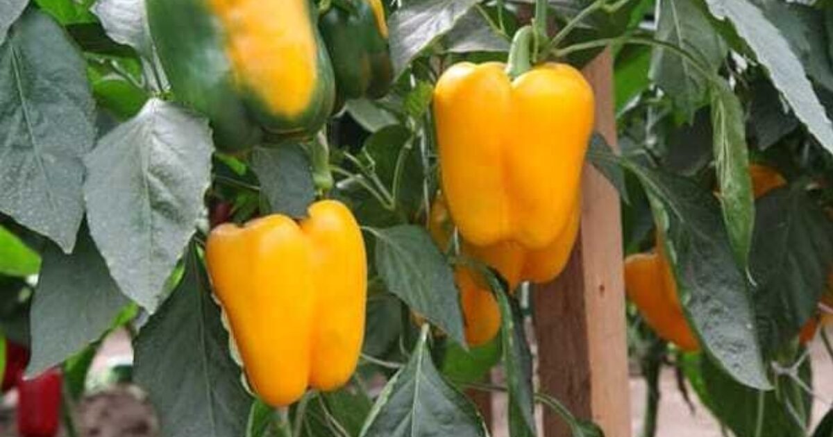 Ako pestovať: Papriku Golden Imperator | Zdravopedia.sk