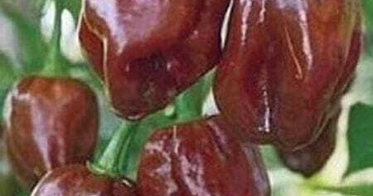 Ako pestovať: Papriku Habanero Chocolate | Zdravopedia.sk