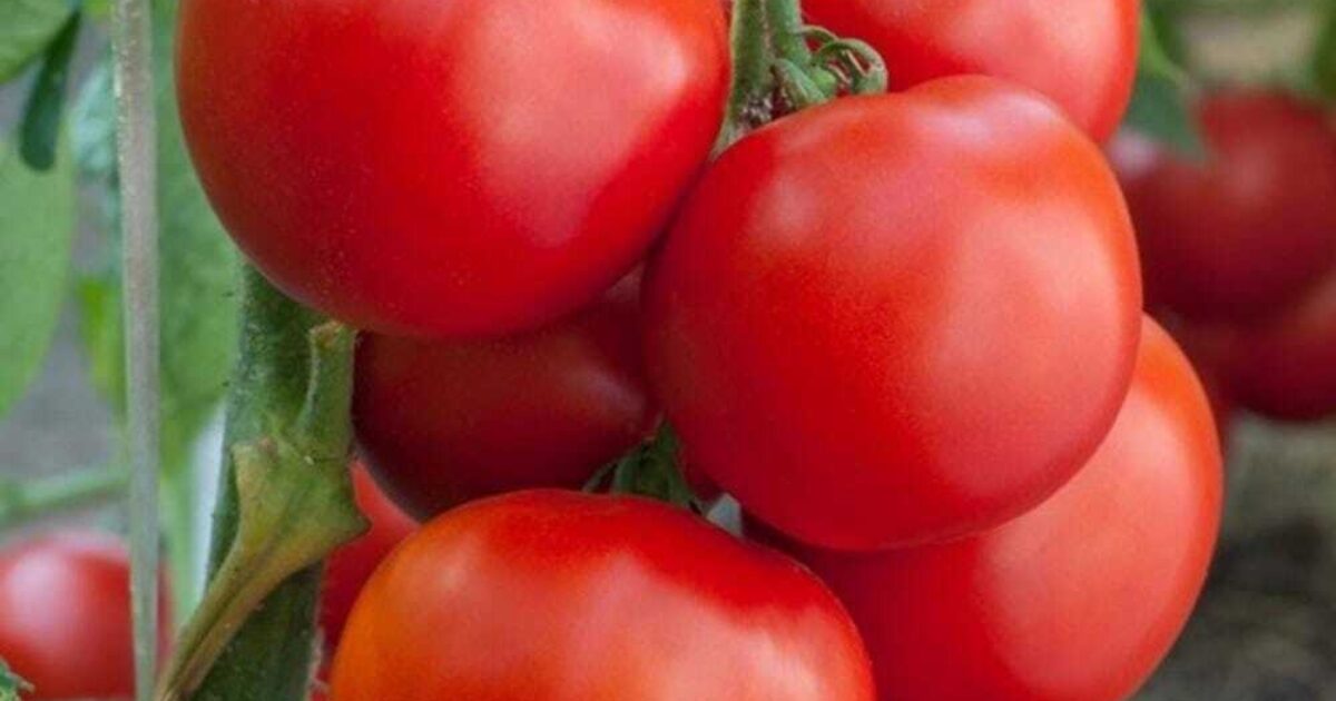 Ako pestovať: Paradajky šalátové Harzfeuer | Zdravopedia.sk