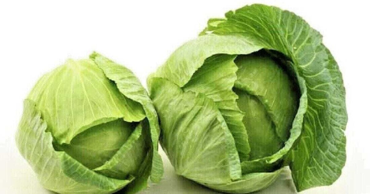 Ako pestovať: Kapustu Holt | Zdravopedia.sk