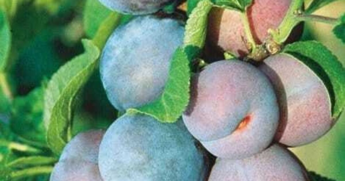 Ako pestovať: Slivky Imperial | Zdravopedia.sk