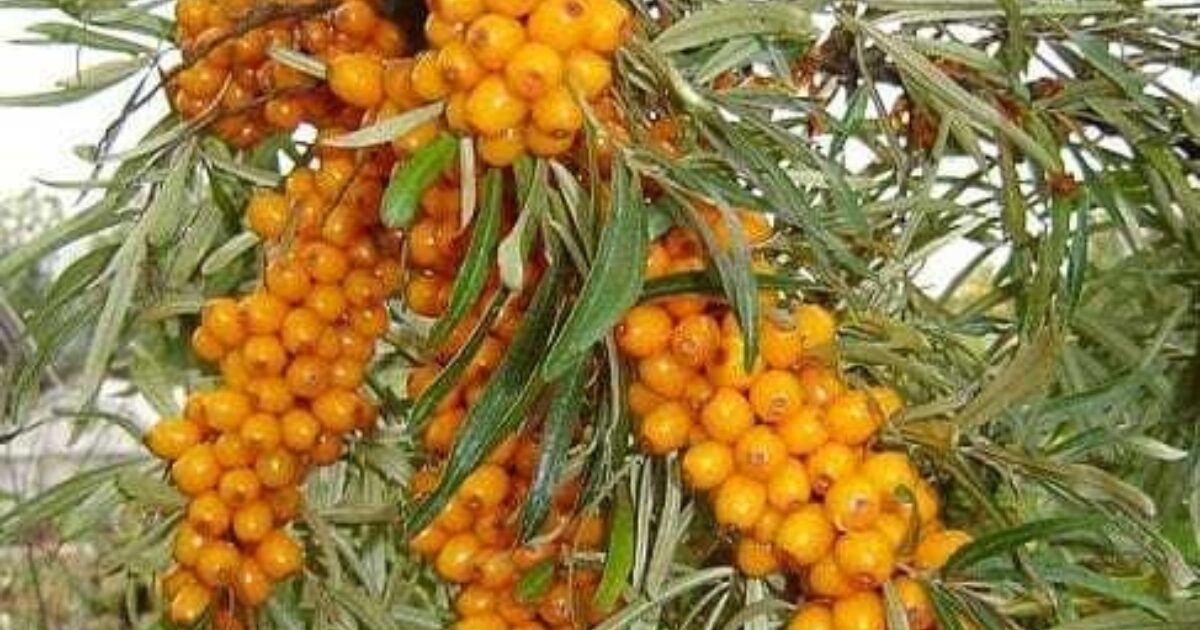 Ako pestovať: Rakytník Inja | Zdravopedia.sk