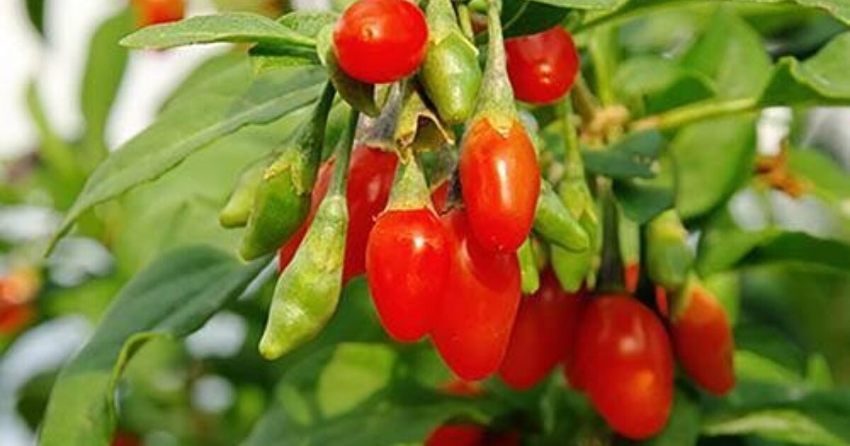 Ako pestovať: Kustovnicu Instant Success | Zdravopedia.sk