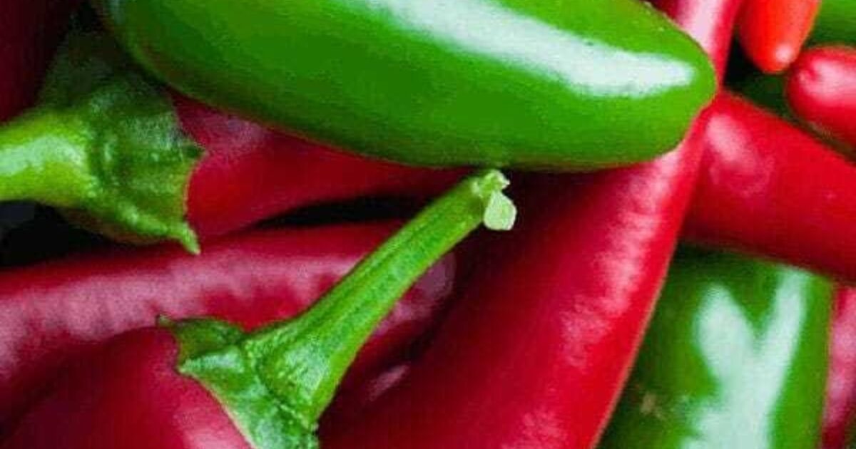 Ako pestovať: Papriku Jalapeno | Zdravopedia.sk
