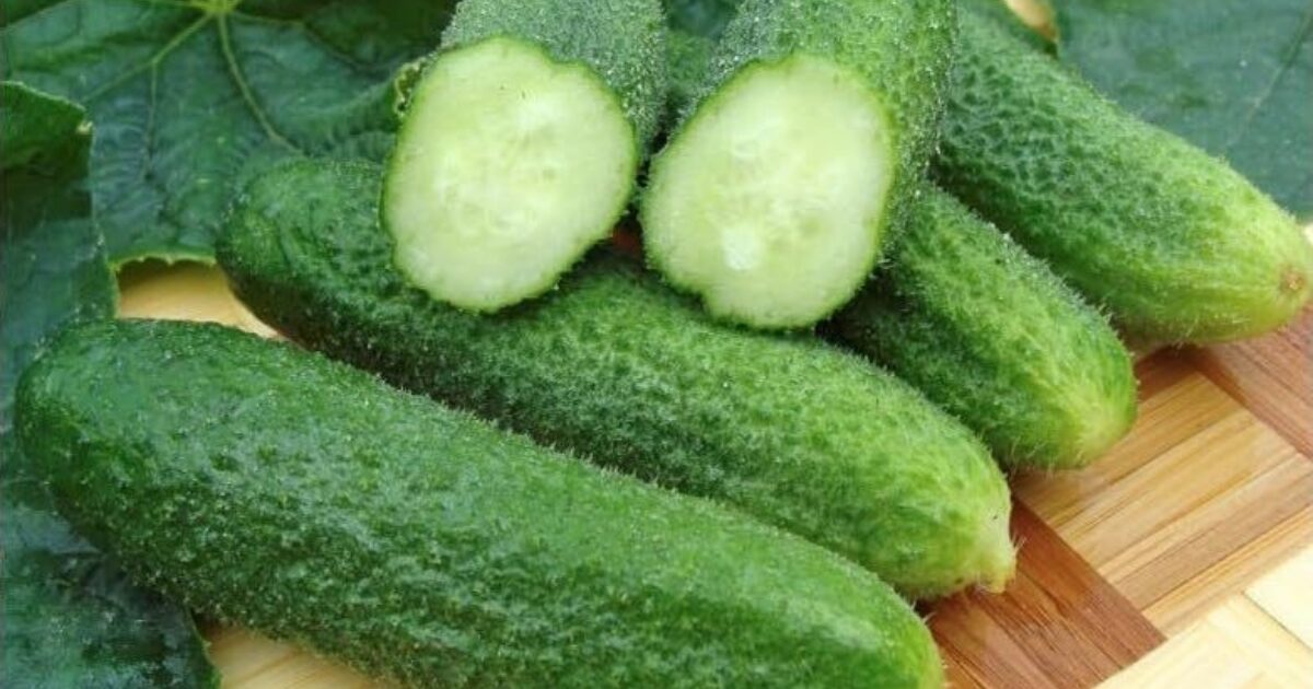 Ako pestovať: Uhorku Karlos | Zdravopedia.sk