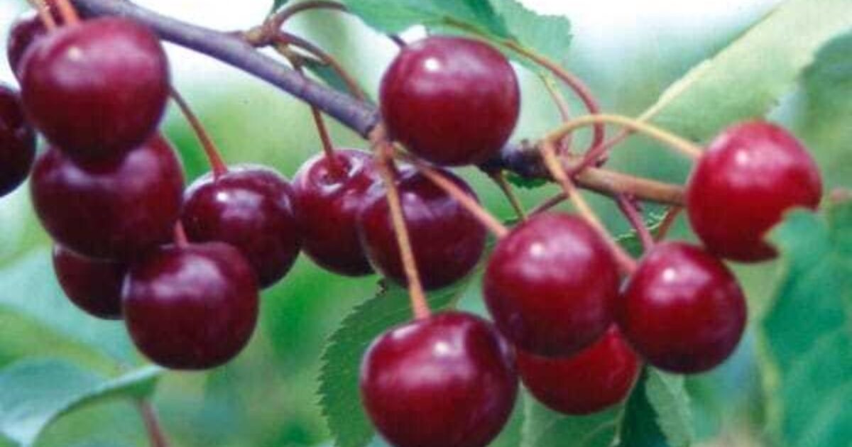 Ako pestovať: Višňu Kelleris | Zdravopedia.sk